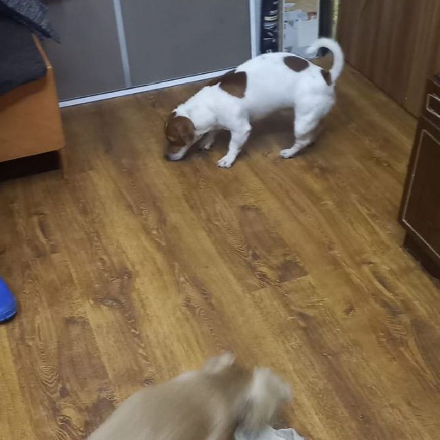 Джек рассел