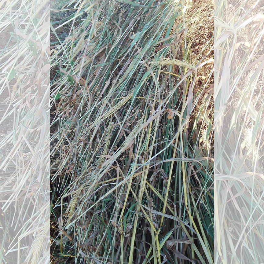 Сено в рулонах