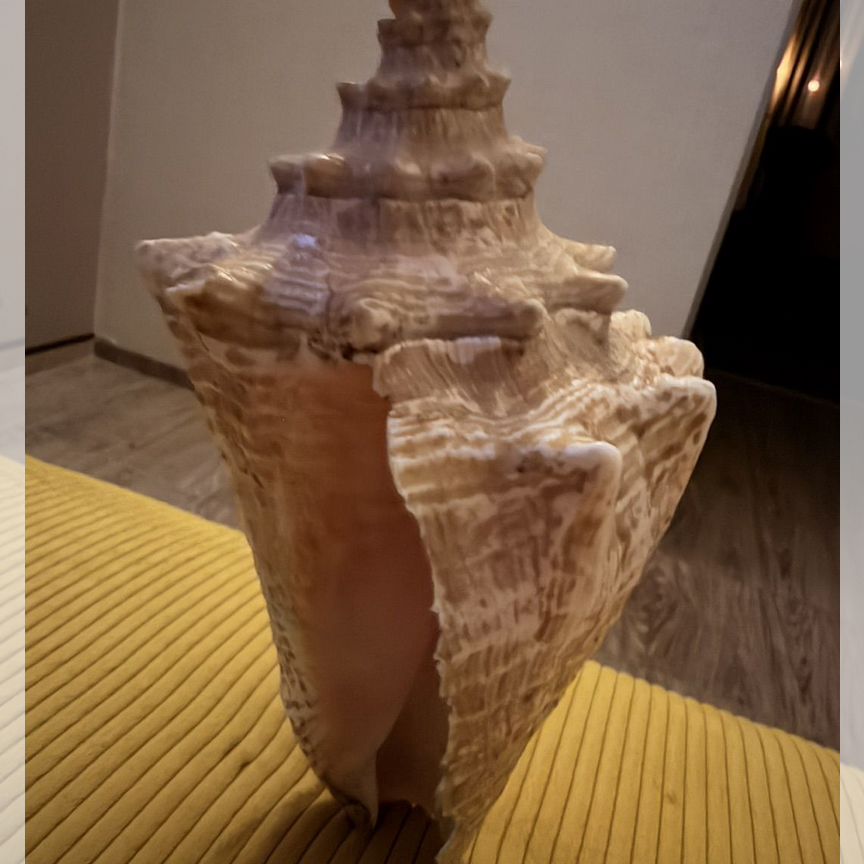 Ракушка рапана