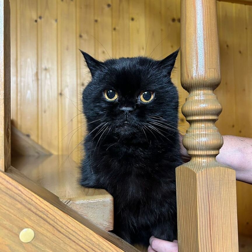 Кот и кошечка в добрые руки