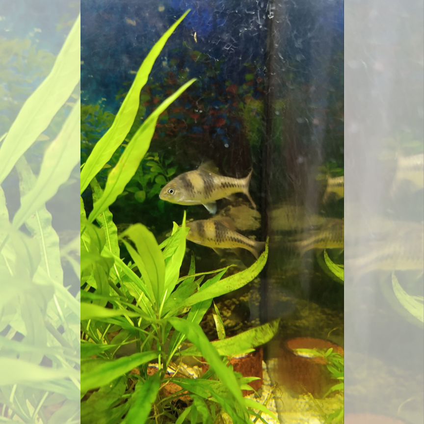 Барбус крестоввй