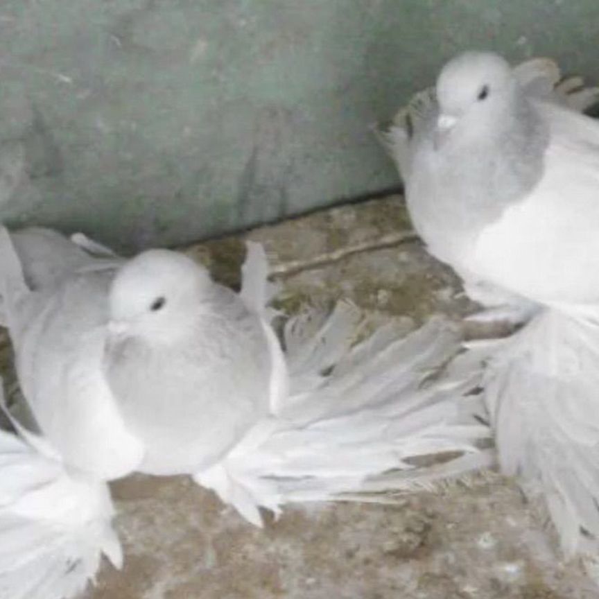 Продажа голубей