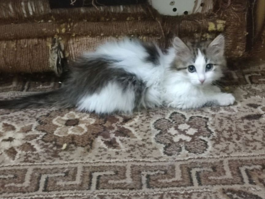 Котëнок девочка Милка ищет дом