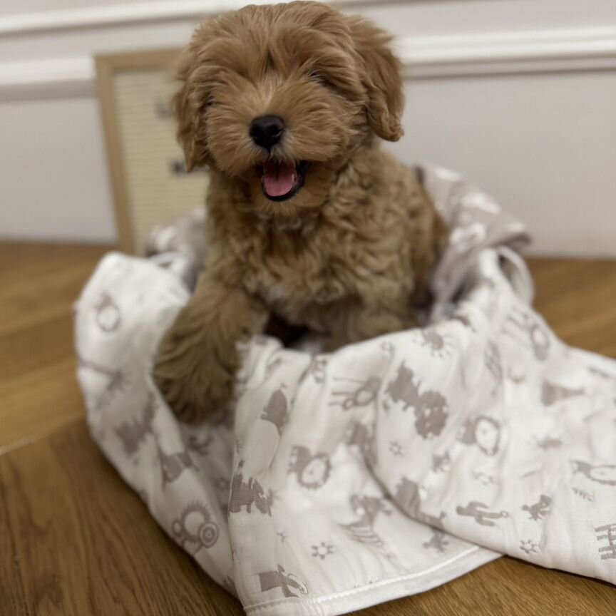 Мальтипу, щенок