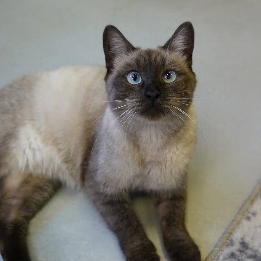 Тайская кошка в добрые руки