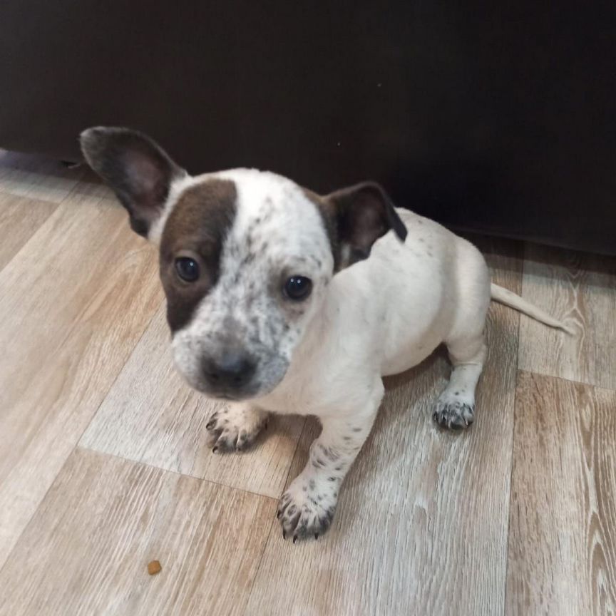 Отдам щенка в добрые руки