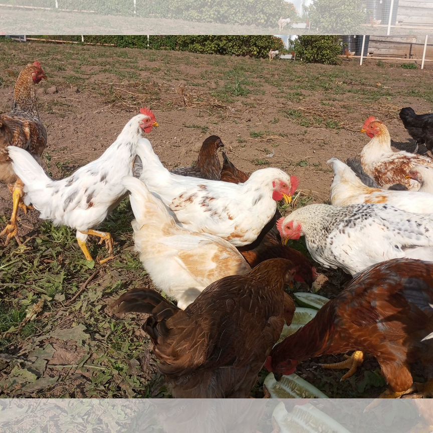 Петушки молодки