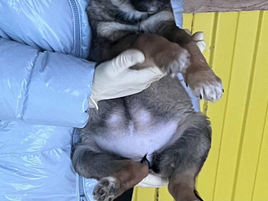 Щенок в добрые руки