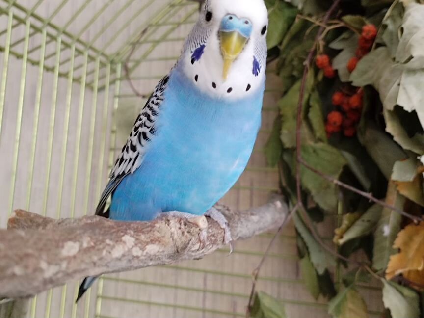 Волнистый попугай