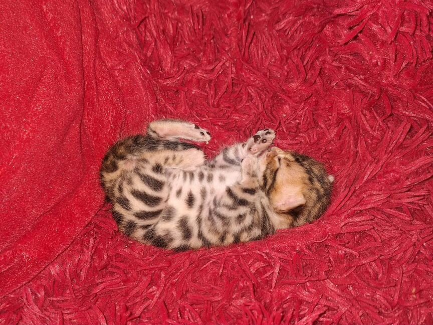 Бенгальская кошка