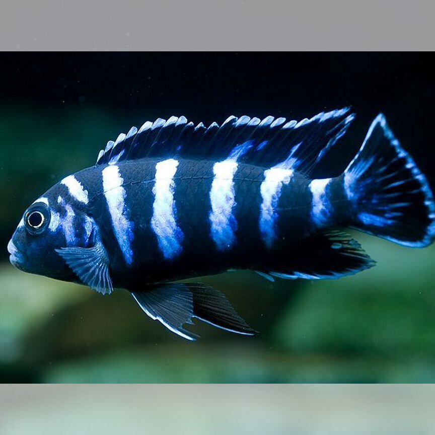 Никарагуанская цихлазома и демасони