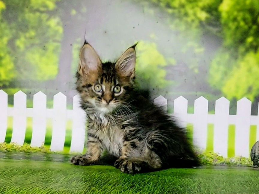 Котята мейн-кун девочка