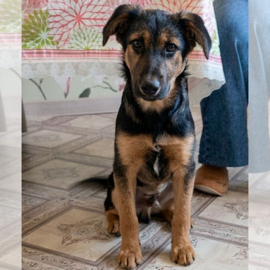 Щенок в добрые руки