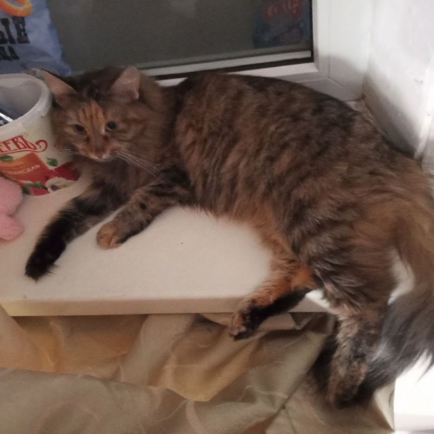 Взрослая, Девочка кошка в добрые руки