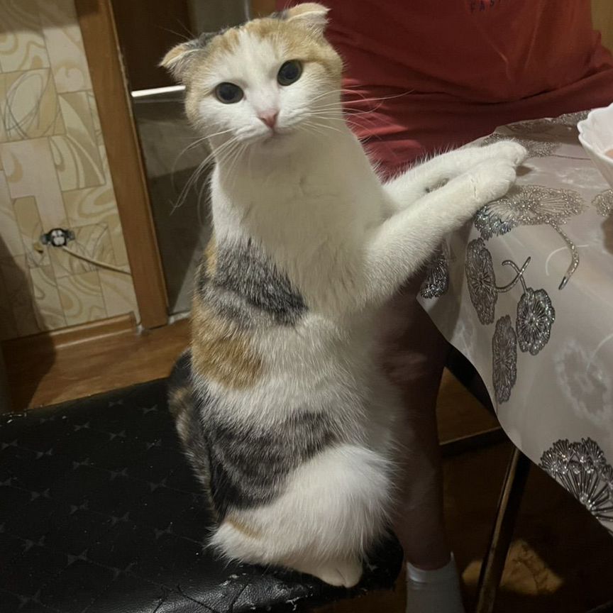 Шотландская вислоухая длинношёрстная, взрослая кошка