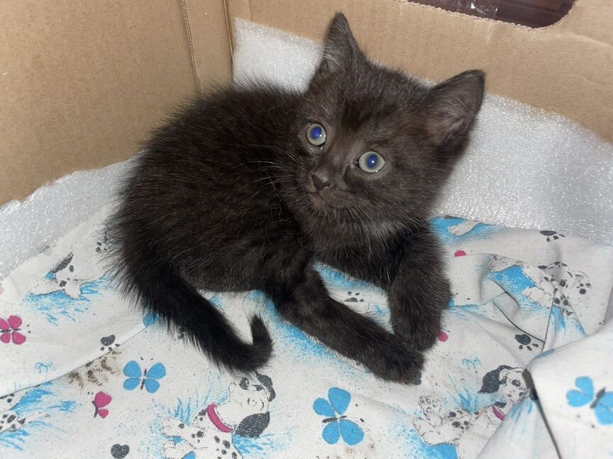 Кошки в добрые руки бесплатно