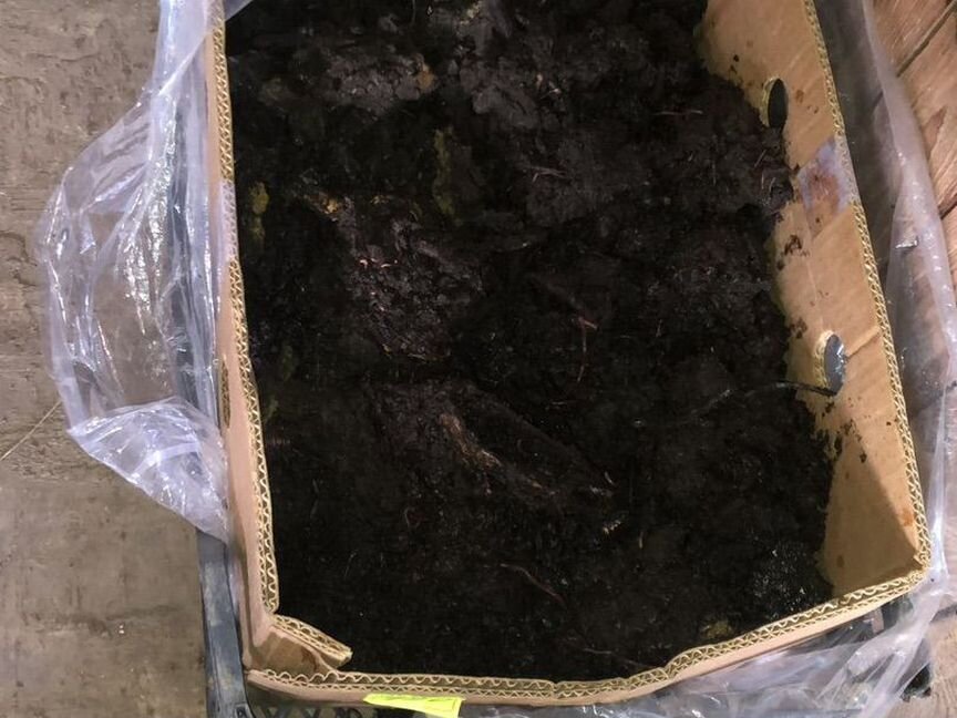 Маточный ящик навозного червя