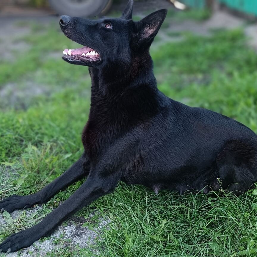 Щенки немецкой овчарки