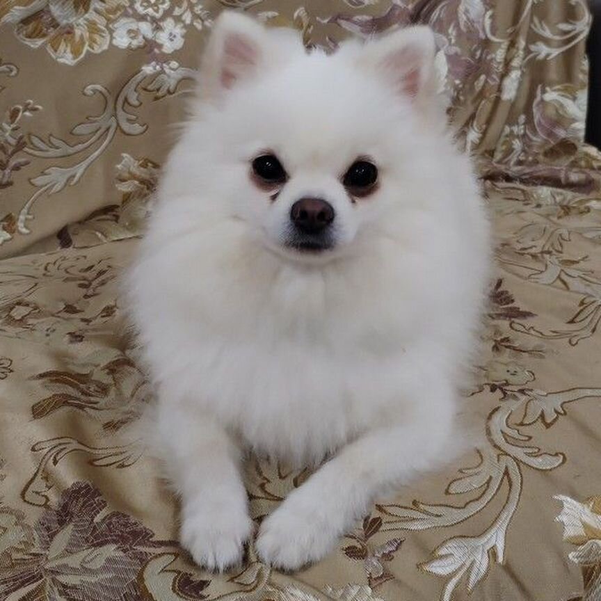 Померанский шпиц, взрослая собака