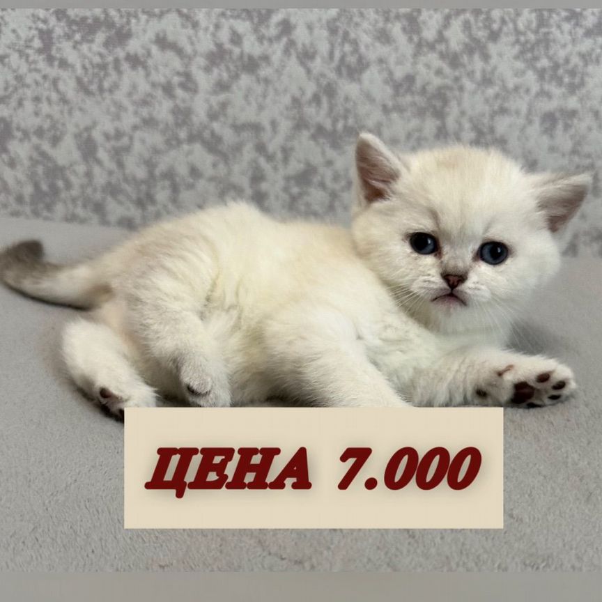 Британский короткошёрстный котёнок