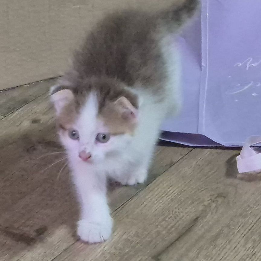 Вислоухие котята