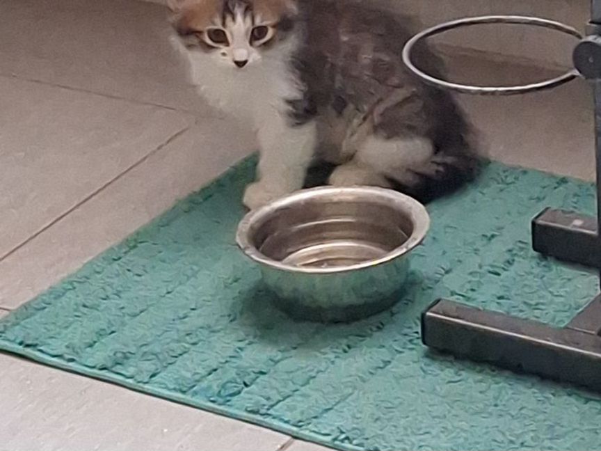 Котёнок мальчик 2мес