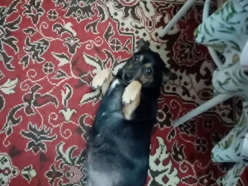 Собвчка