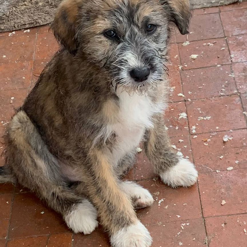 Щенки в добрые руки