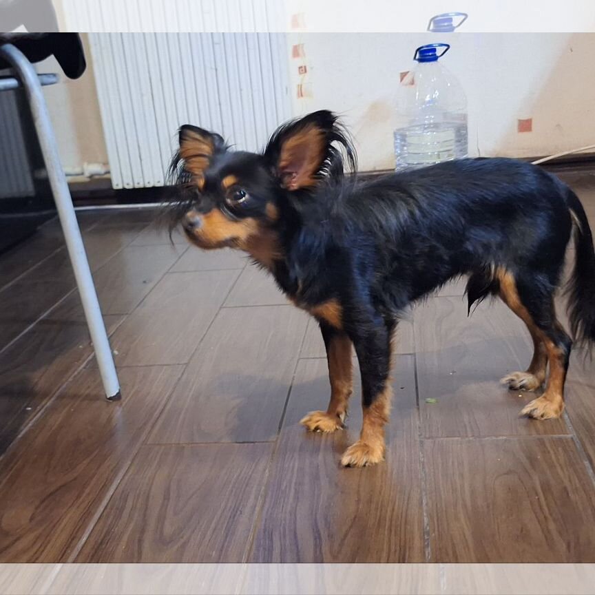 Йоркширский терьер, щенок