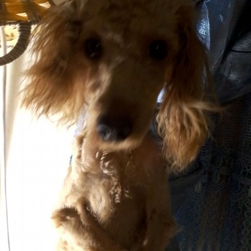 Пудель миниатюра