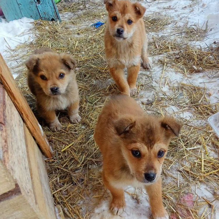 Щенок в добрые руки