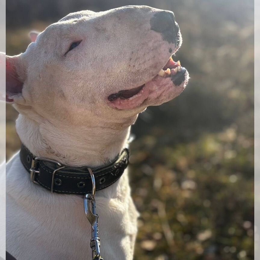 Бультерьер, взрослый пёс