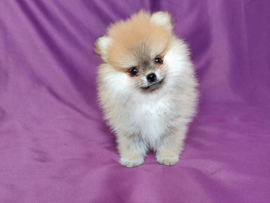 Померанский шпиц