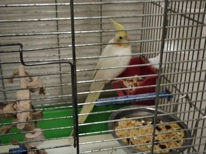 Продам Каррелу вместе с клеткой