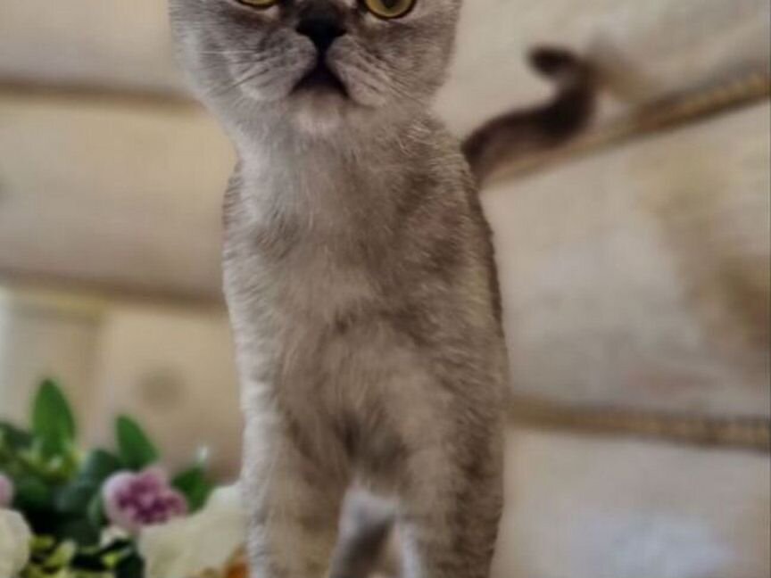 Сандра британская