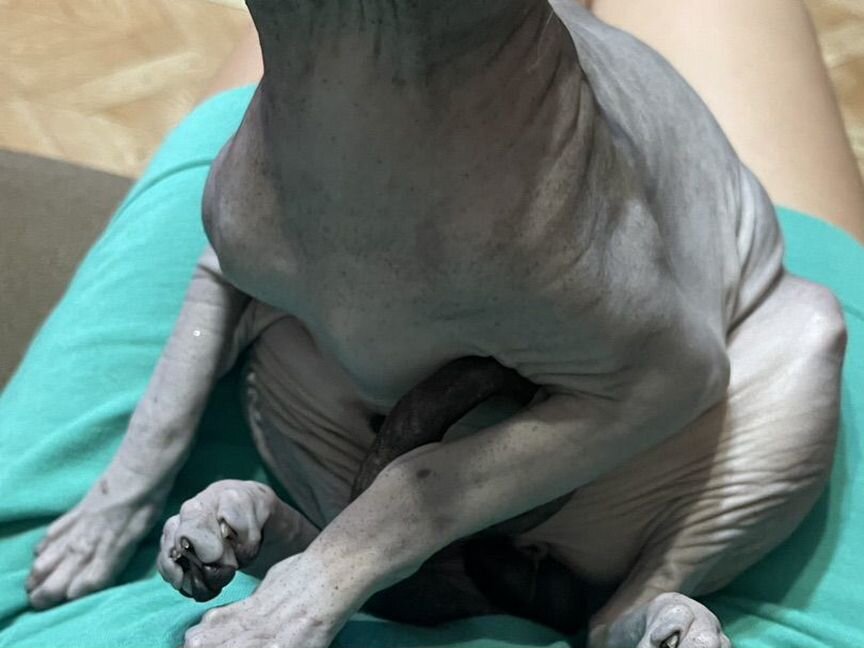 Сфинкс мальчик - вязка