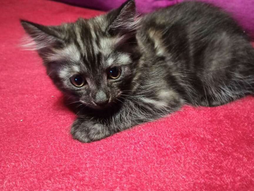 Котенок
