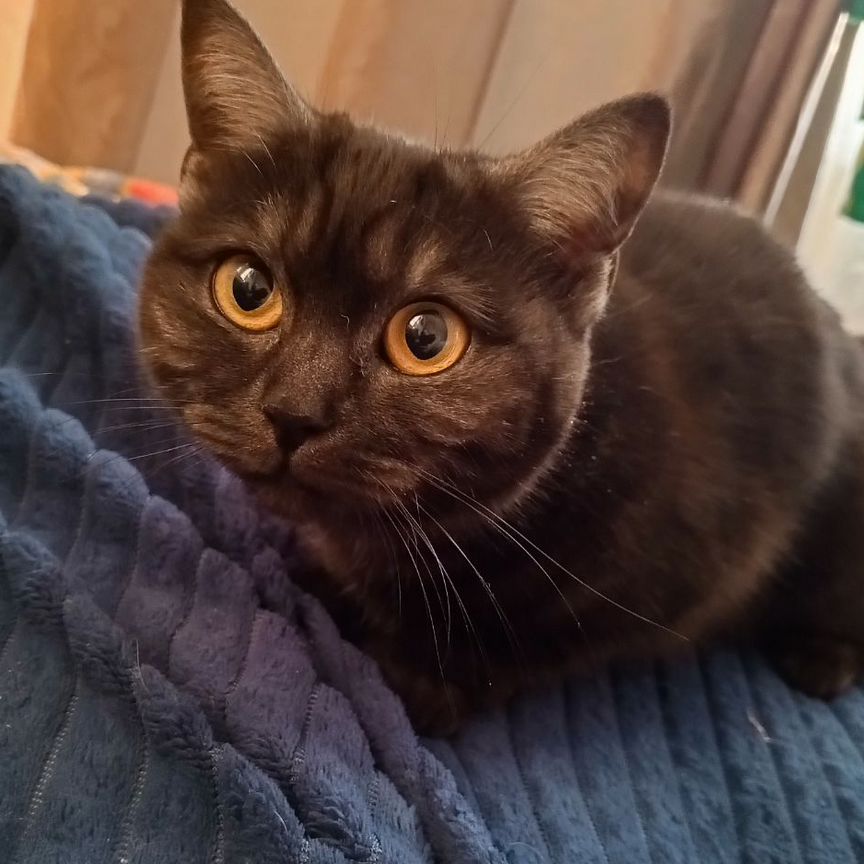 Взрослая, кошка в добрые руки