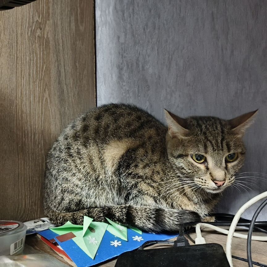 Кошка бесплатно