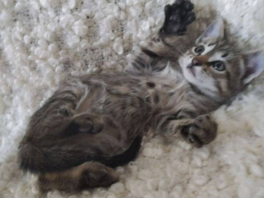 Котенок мальчик полтора месяца