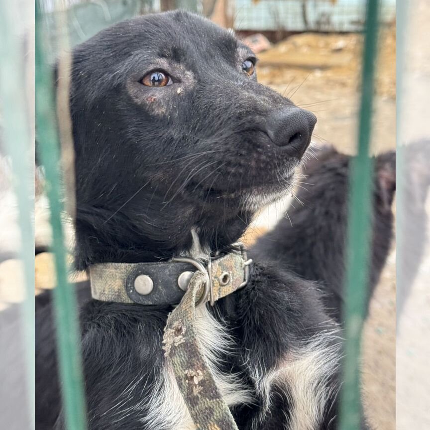 Собака в добрые руки отдам бесплатно