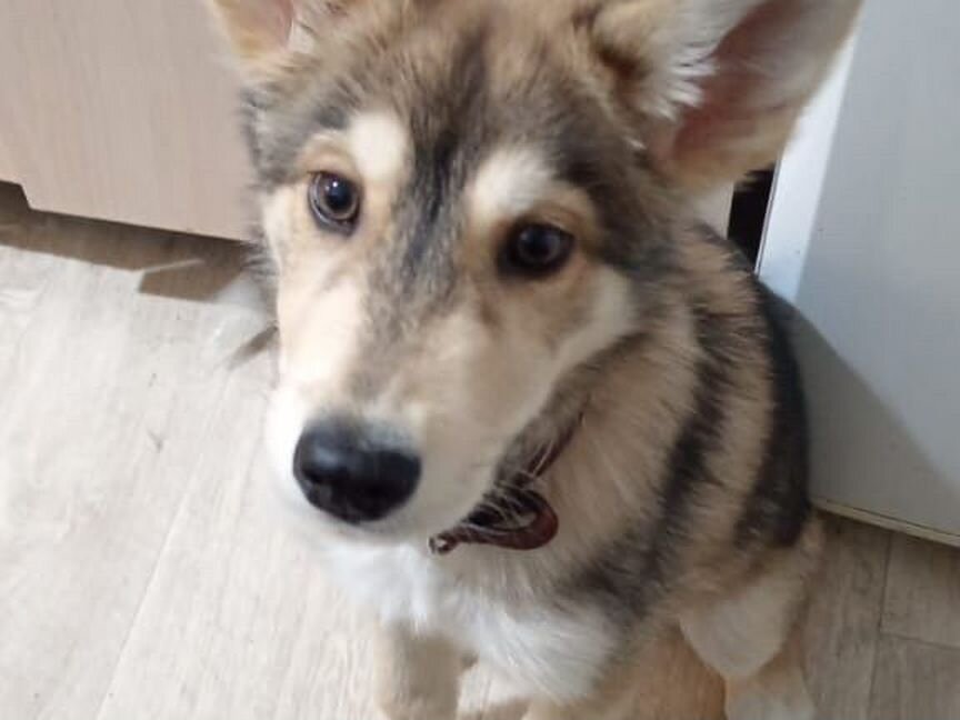 Отдам щенка в добрые руки