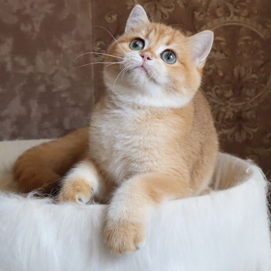 Британская шиншилла, мальчик, в разведение