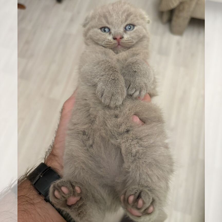Шотландский вислоухий короткошёрстный котёнок