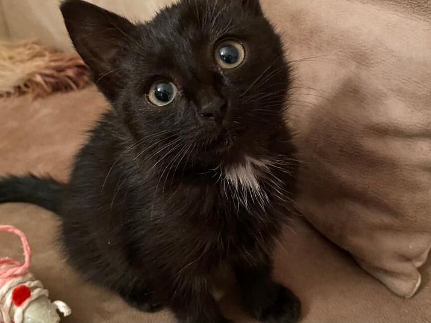 Избавились как от мусора, черный котенок мальчик