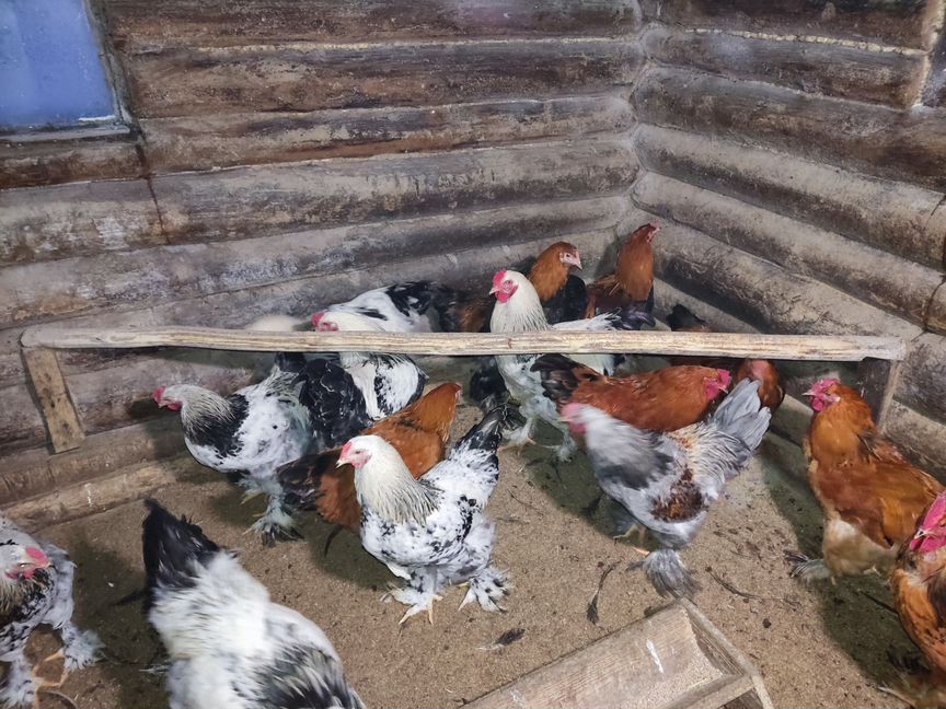 Петух брама