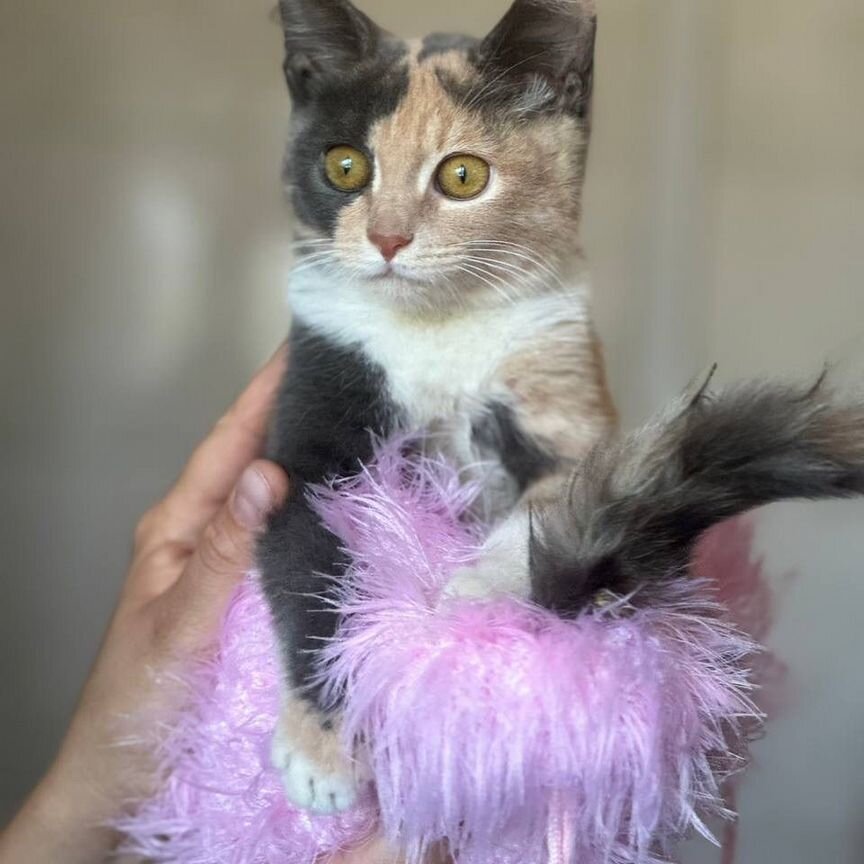 Маленькая кошечка в поисках дома и семьи