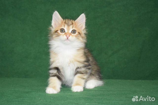 Клубная девочка, курильский бобтейл