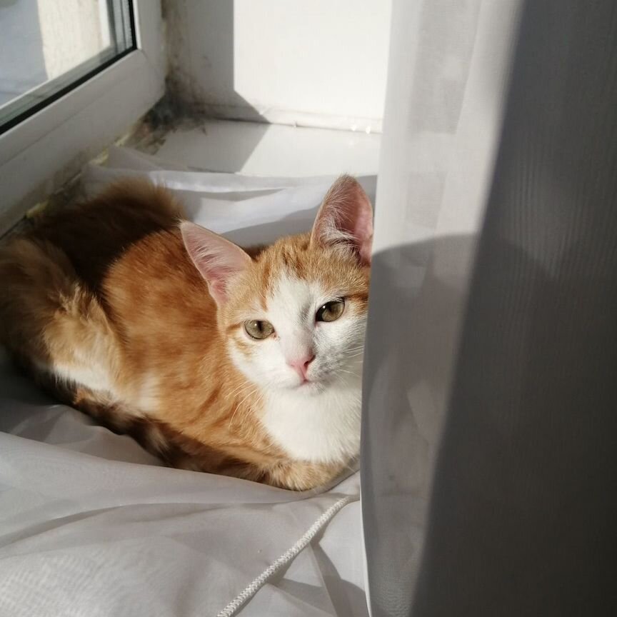 Котенок в добрые руки