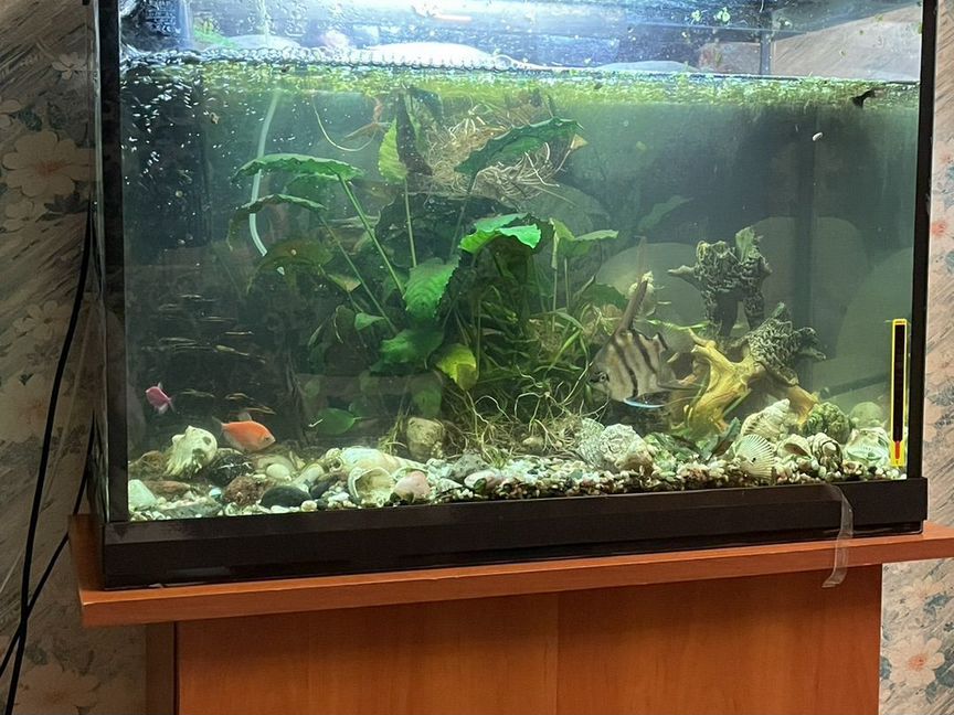 Аквариум 200 литров с тумбой бу